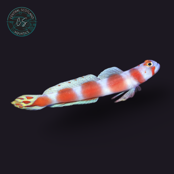 Suntail Goby – CS Aquatics Ltd