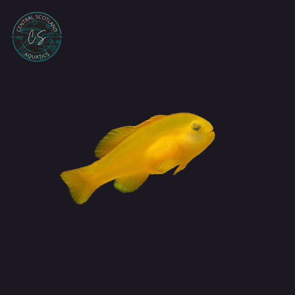 Yellow Coral Goby (Gobiodon okinawae) – CS Aquatics Ltd