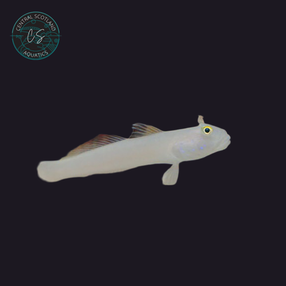 Chalk Goby (Valenciennea sexguttata) – CS Aquatics Ltd